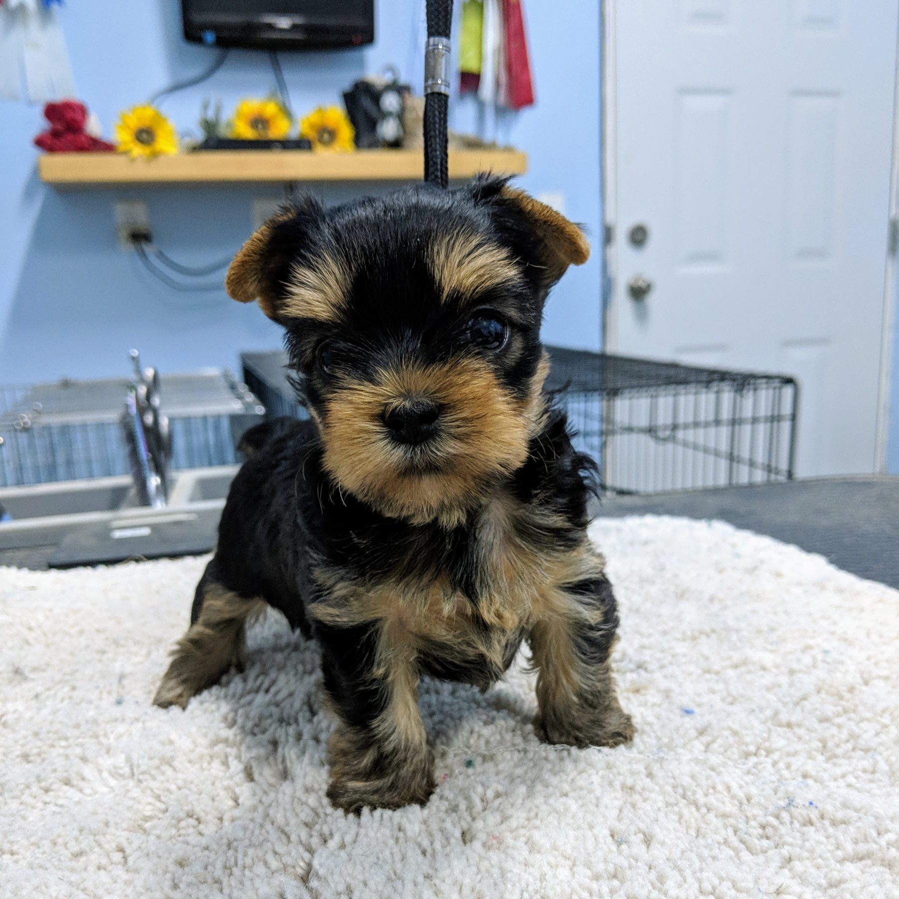Available Puppies – CryCa Westies & Yorkies